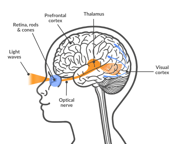 How Does the Eye See Colours? | SmartBuyGlasses UK