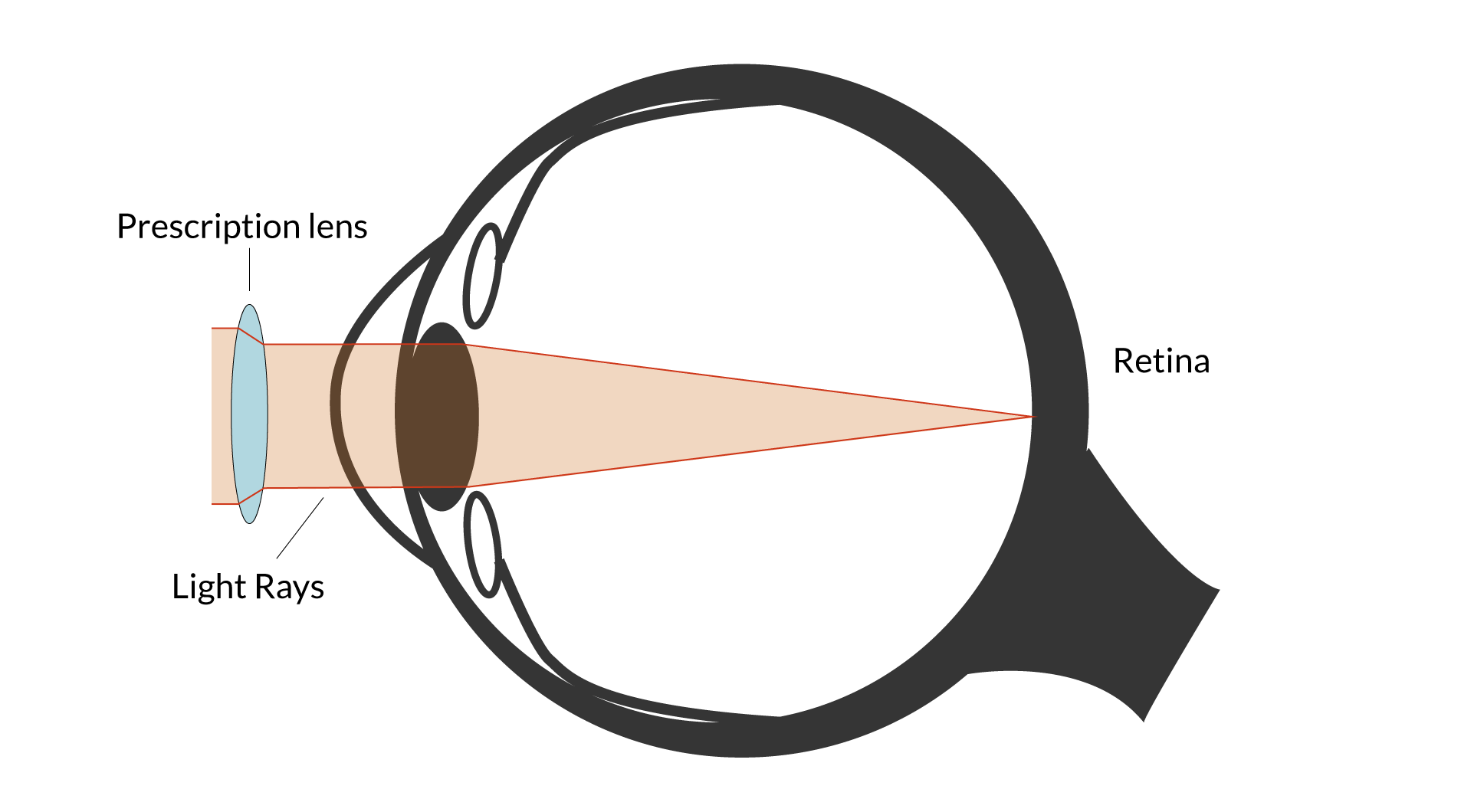 How Do Glasses Work? | SmartBuyGlasses US